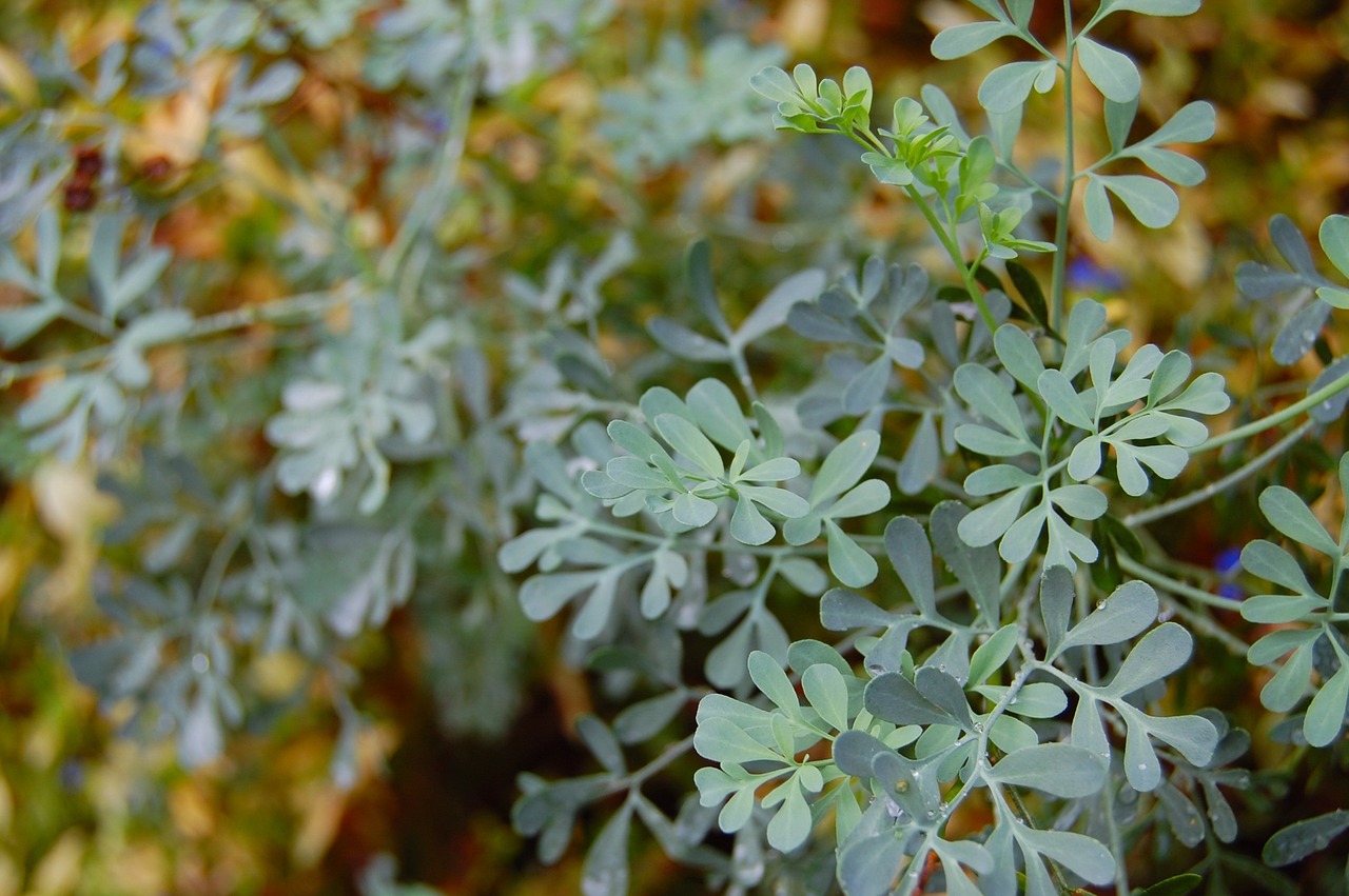Arruda (Ruta graveolens) – EdPlants